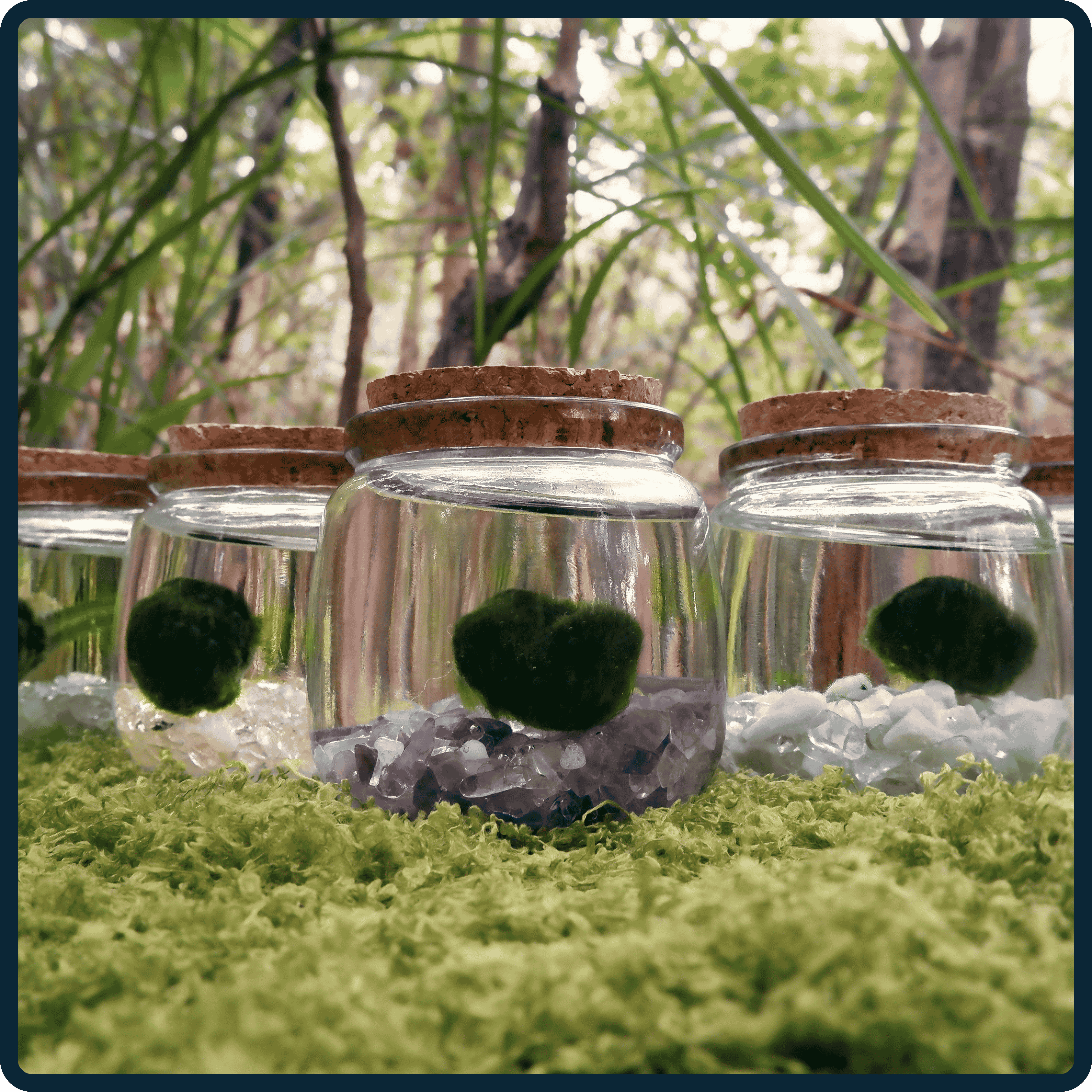 Sundrop Alchemy | Moss Ball Pets & Manifesting Candles | Australia